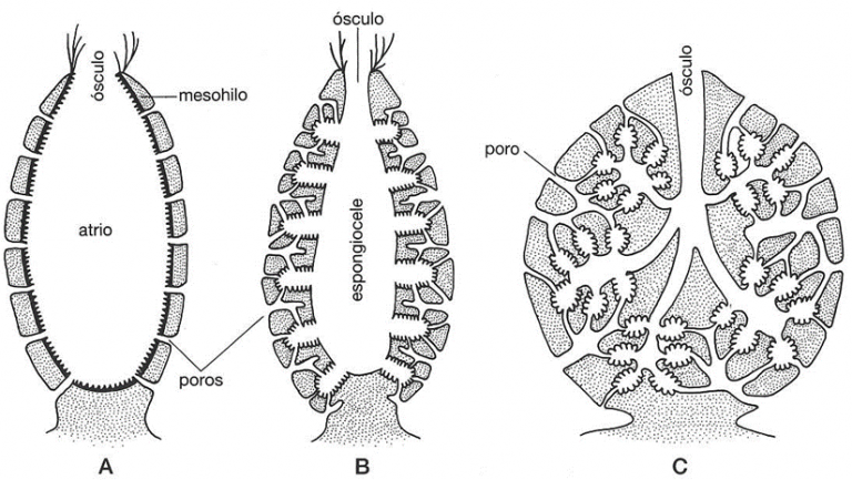 Poríferos y esponjas – Museo Virtual de Paleontología