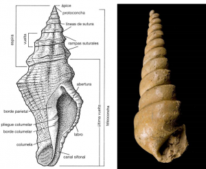 Moluscos: los gasterópodos – Museo Virtual de Paleontología